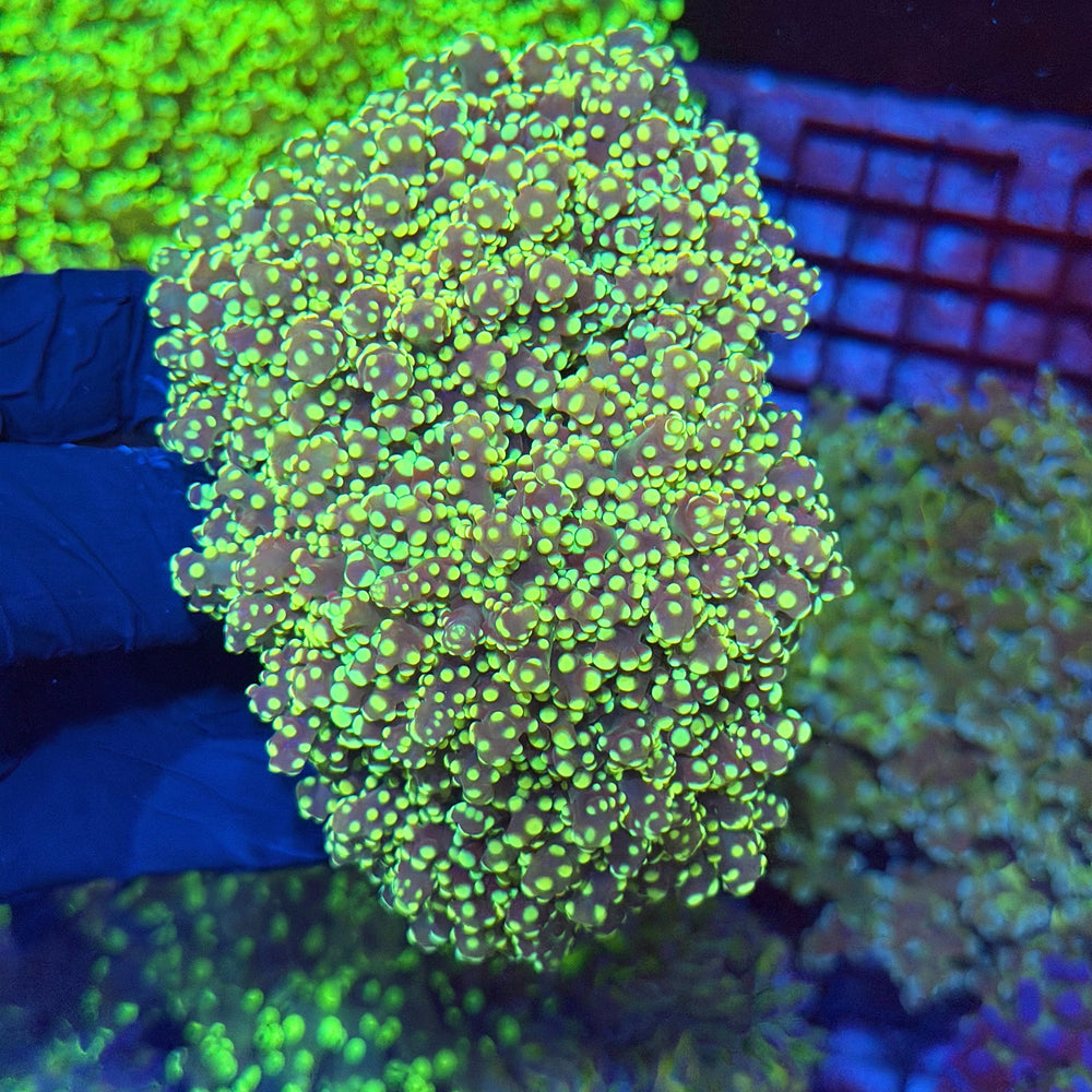 Toxic Yellow Frogspawn Coral Colony 7+ Heads XXL