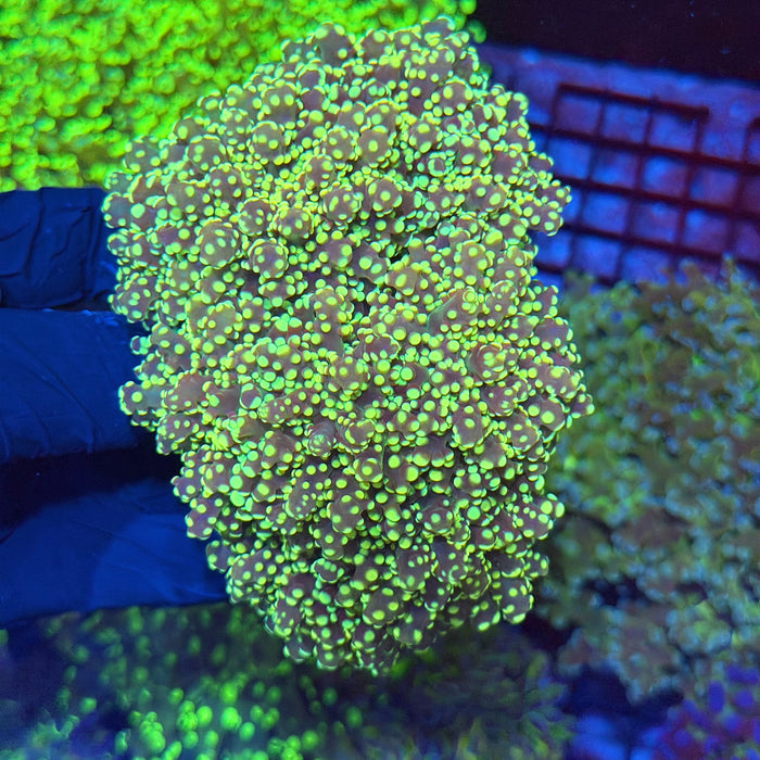 Toxic Yellow Frogspawn Coral Colony 7+ Heads XXL