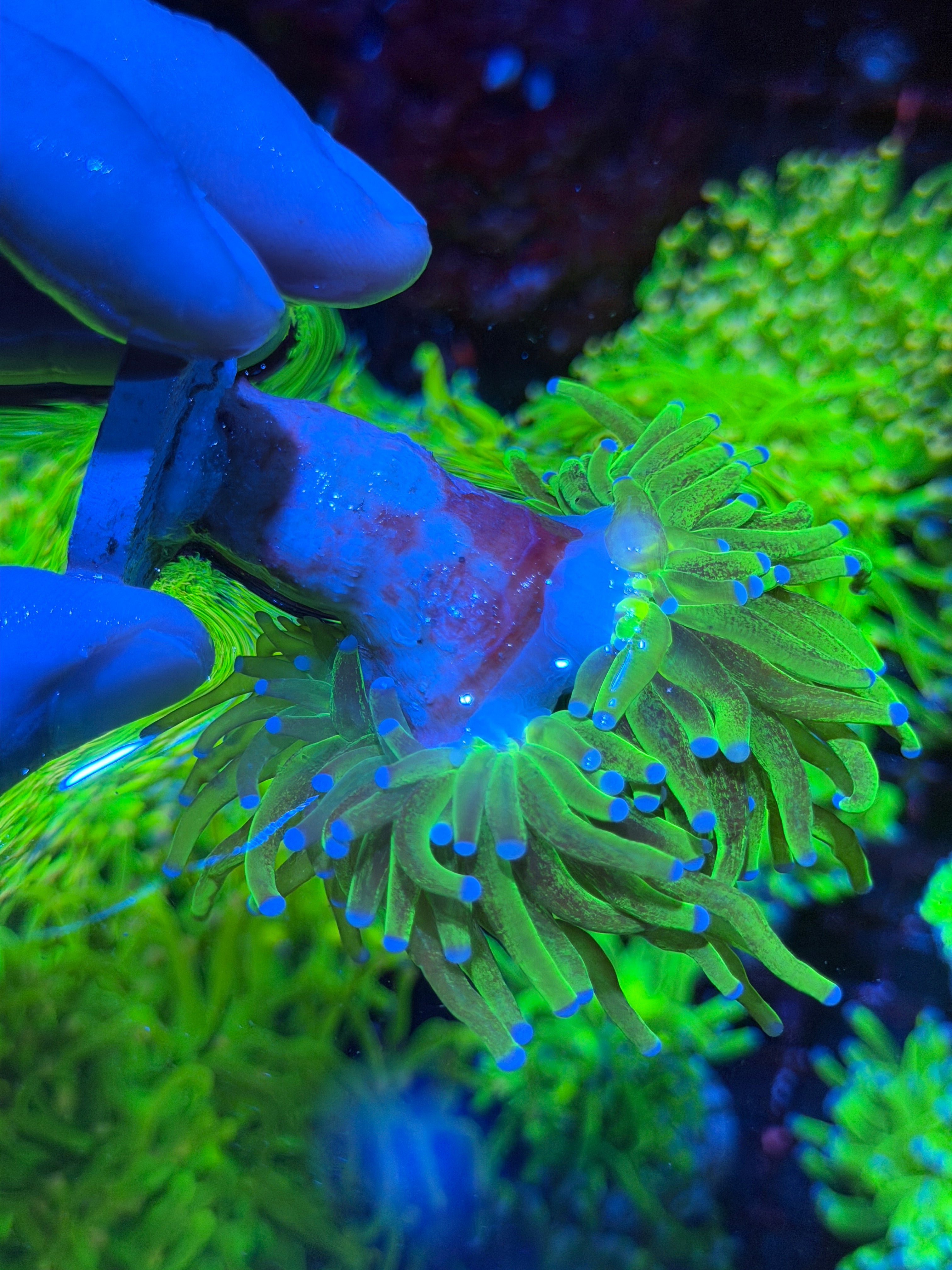 JEA Glitter Holy Grail Torch Coral 2 Heads XXL Show Piece