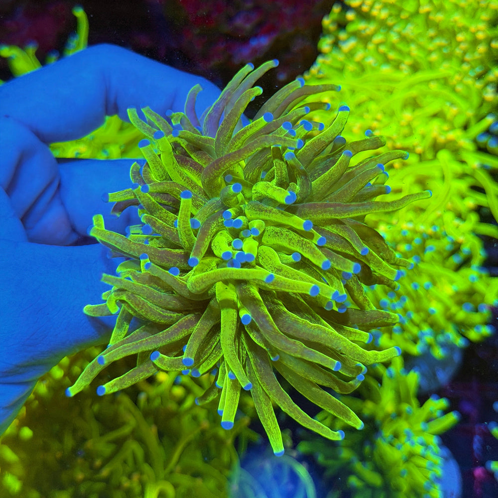 JEA Glitter Holy Grail Torch Coral 2 Heads XXL Show Piece