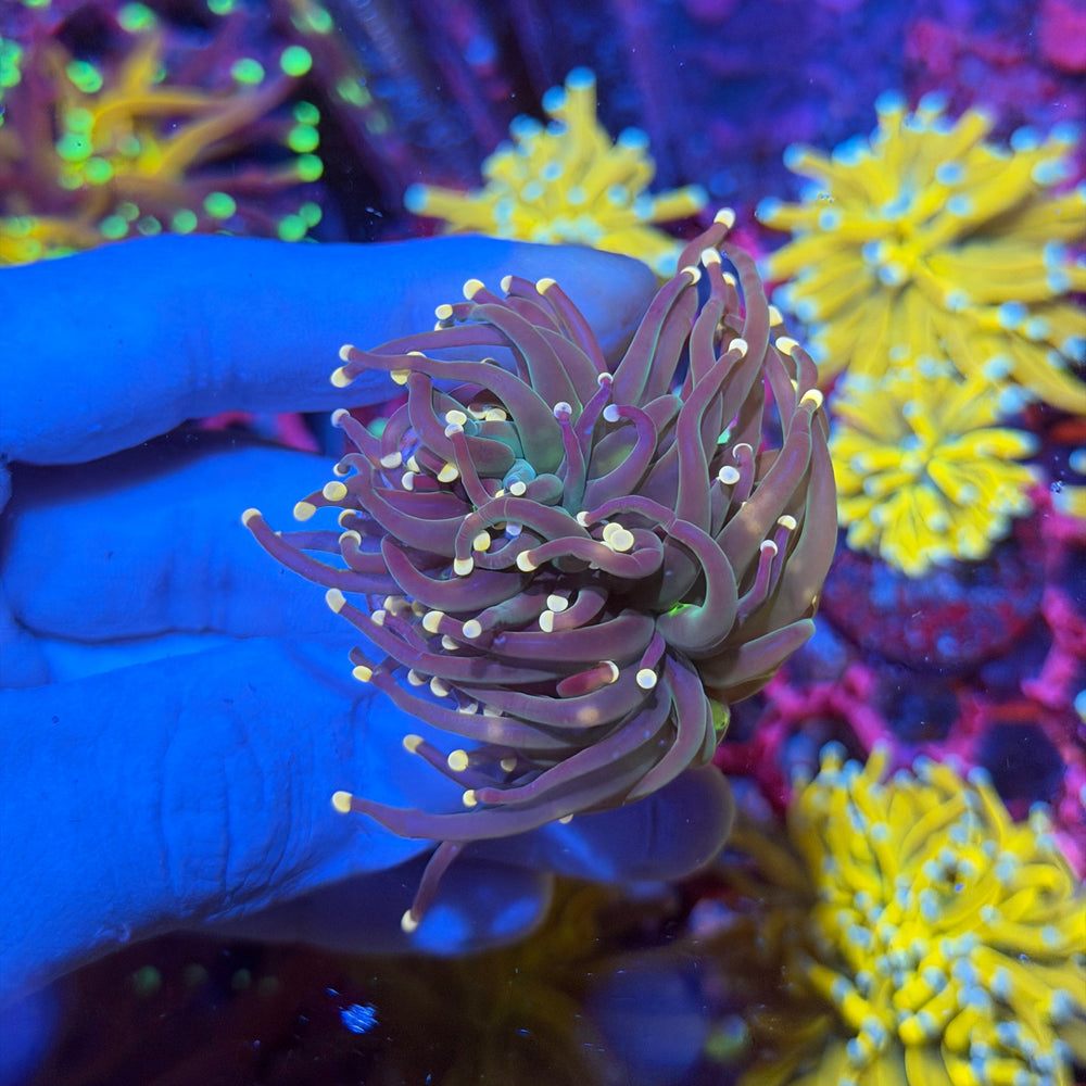 JEA Joker Torch Multi Color Tips 1 XL Head Splitting 1/12