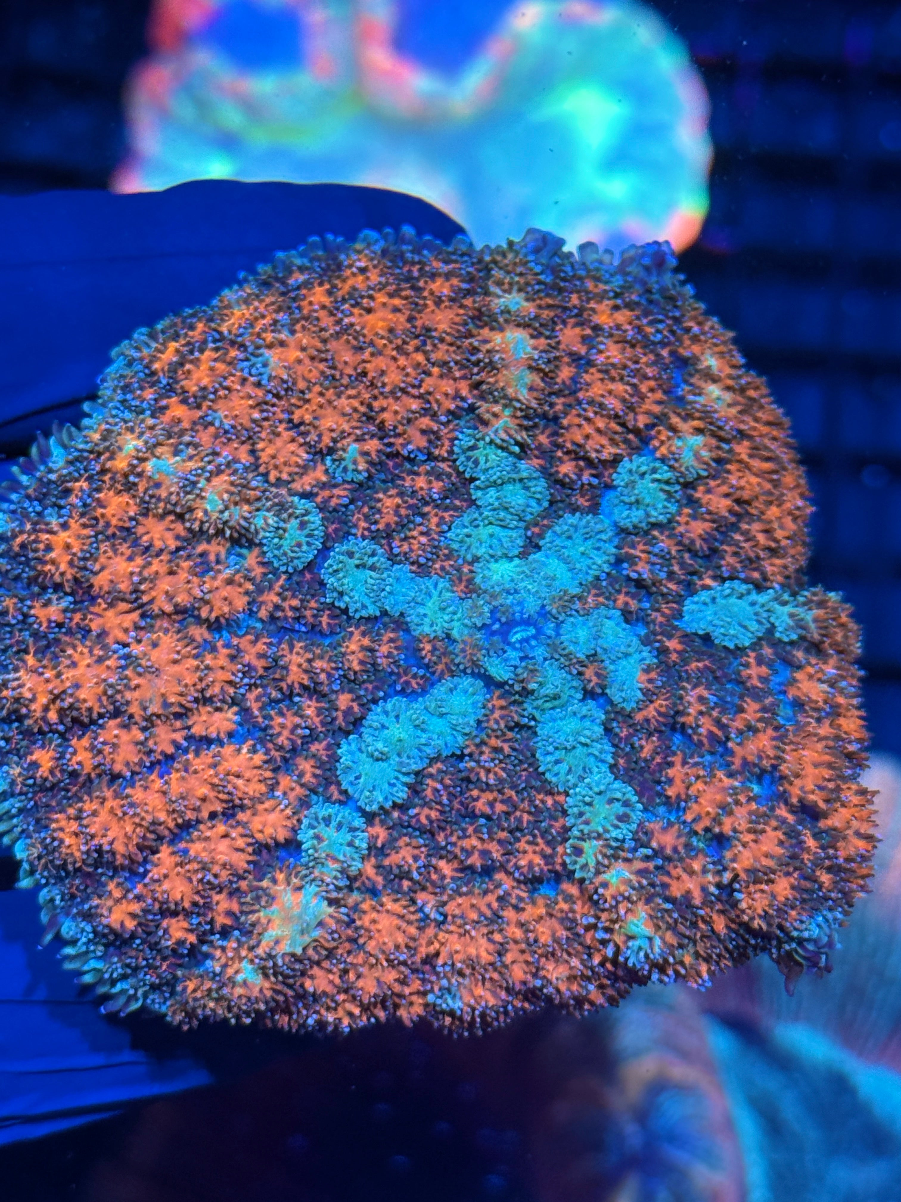 Jay's Exotic Corals – jaysexoticaquatics